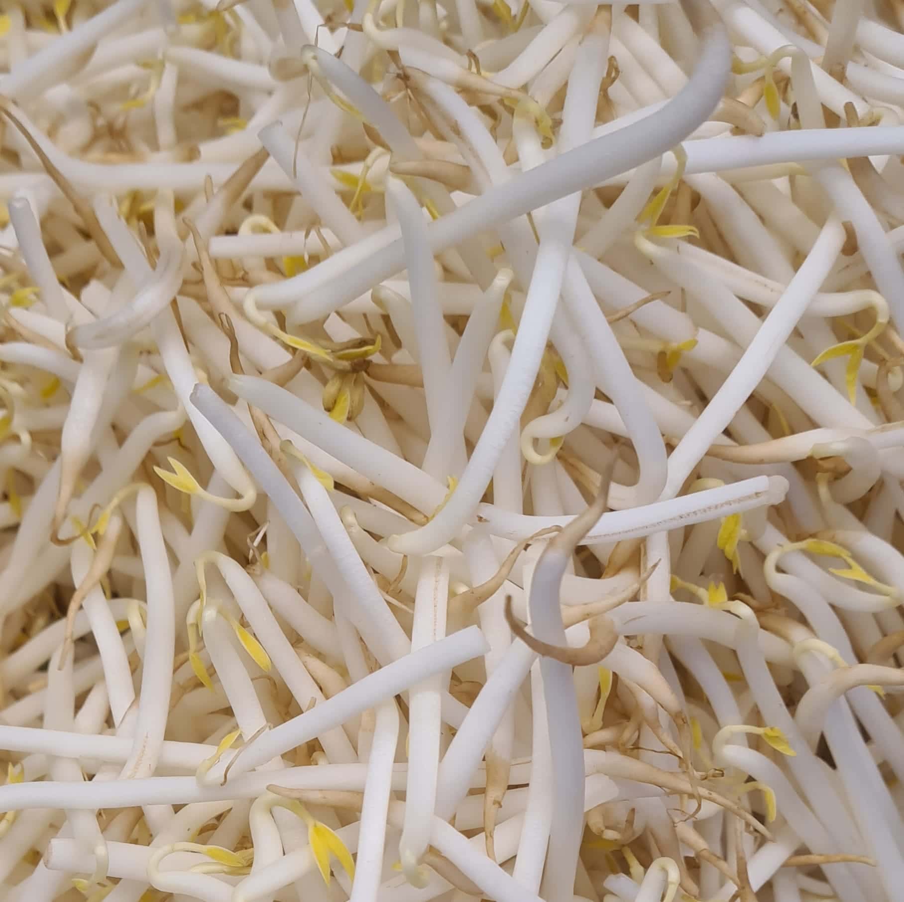 Sojascheuten - Veggiebasket